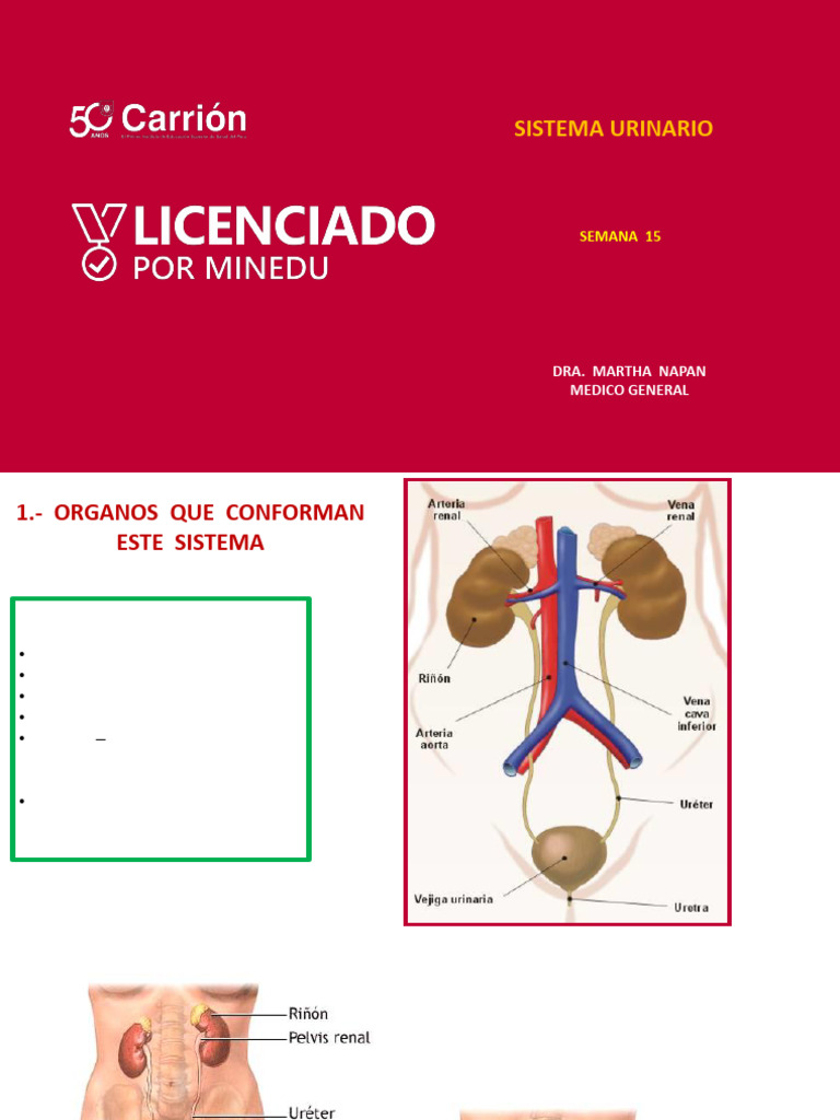 Sistema Urinario | PDF | Riñón | Sistema urinario