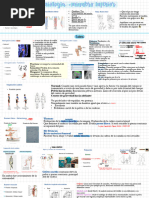 Signo del Témpano y Fabela en Rodilla | PDF | Rodilla | Pie