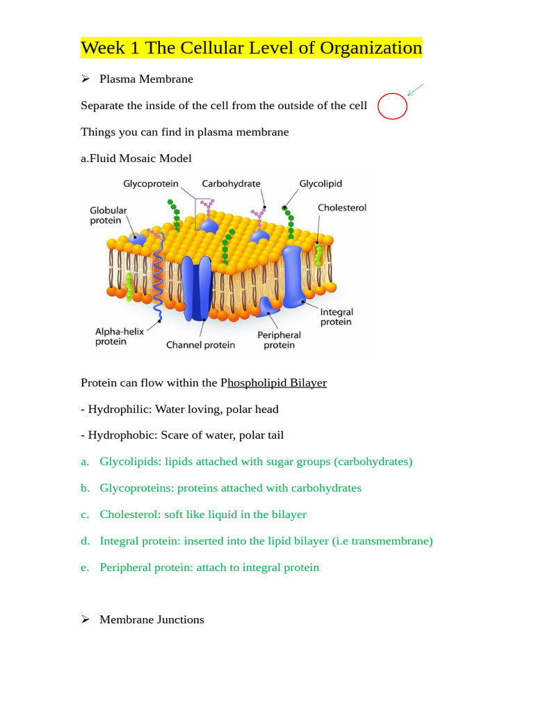 1.2 Cellular Level of Organization | PDF | Cell (Biology) | Cell Membrane