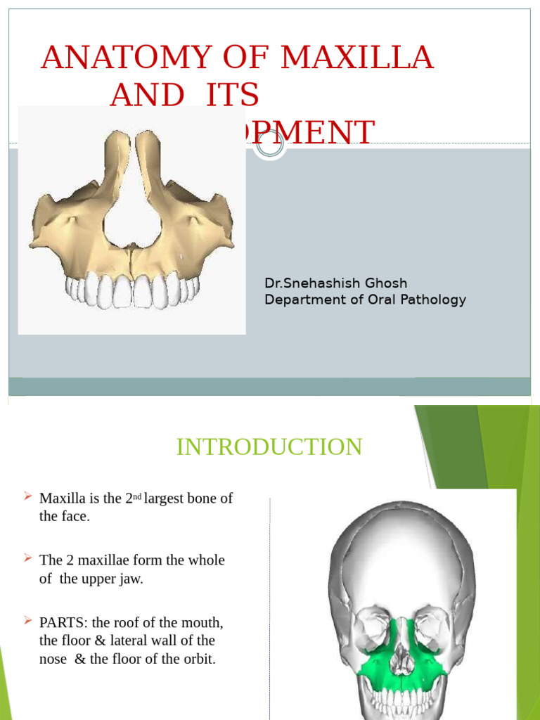 Development of Maxilla | PDF