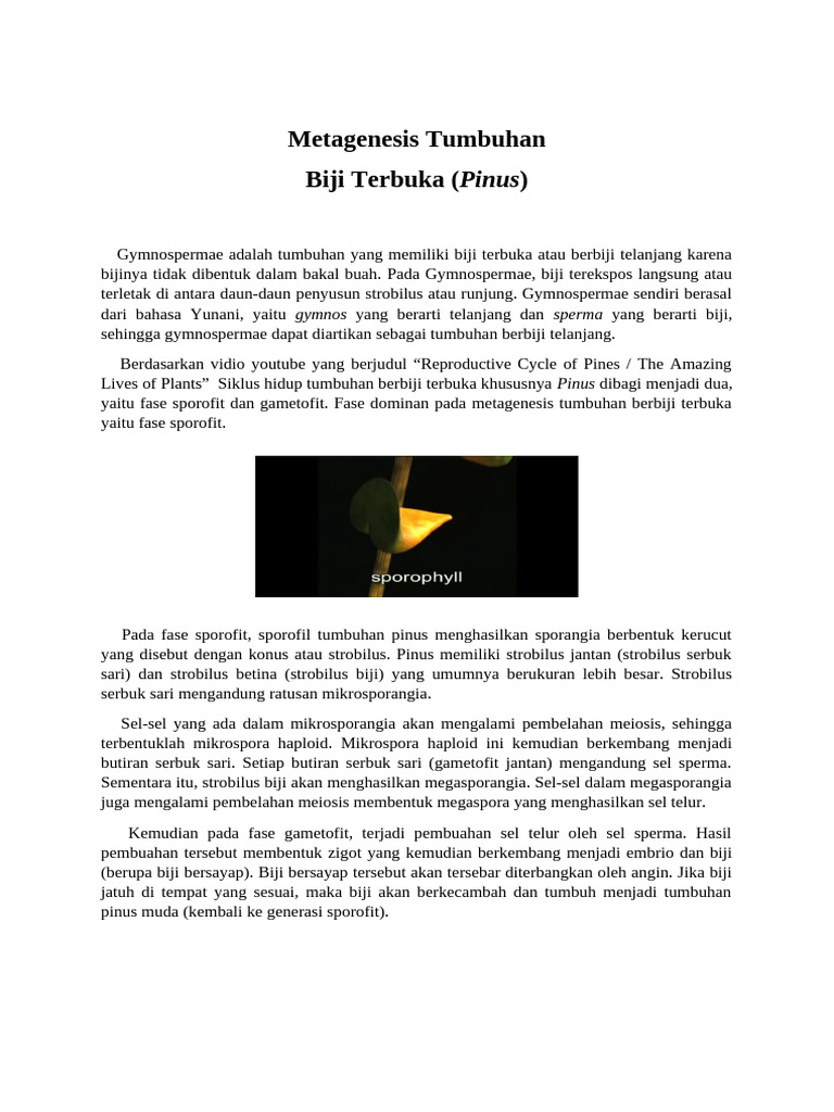 Metagenesis Tumbuhan Biji Terbuka | PDF