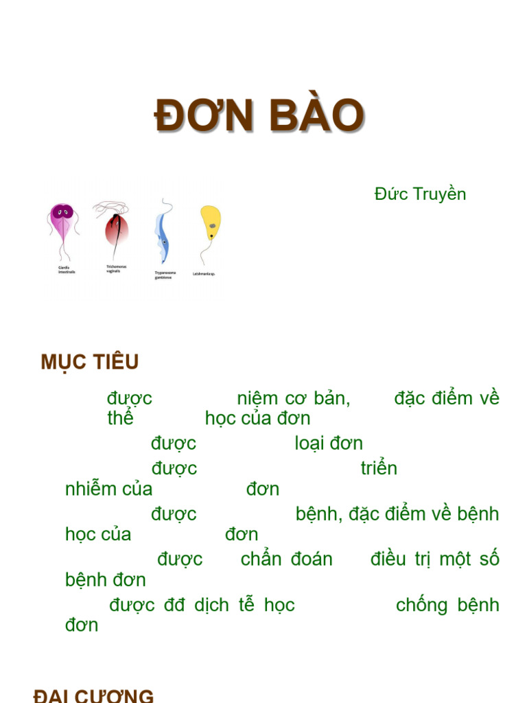 Don Bao | PDF