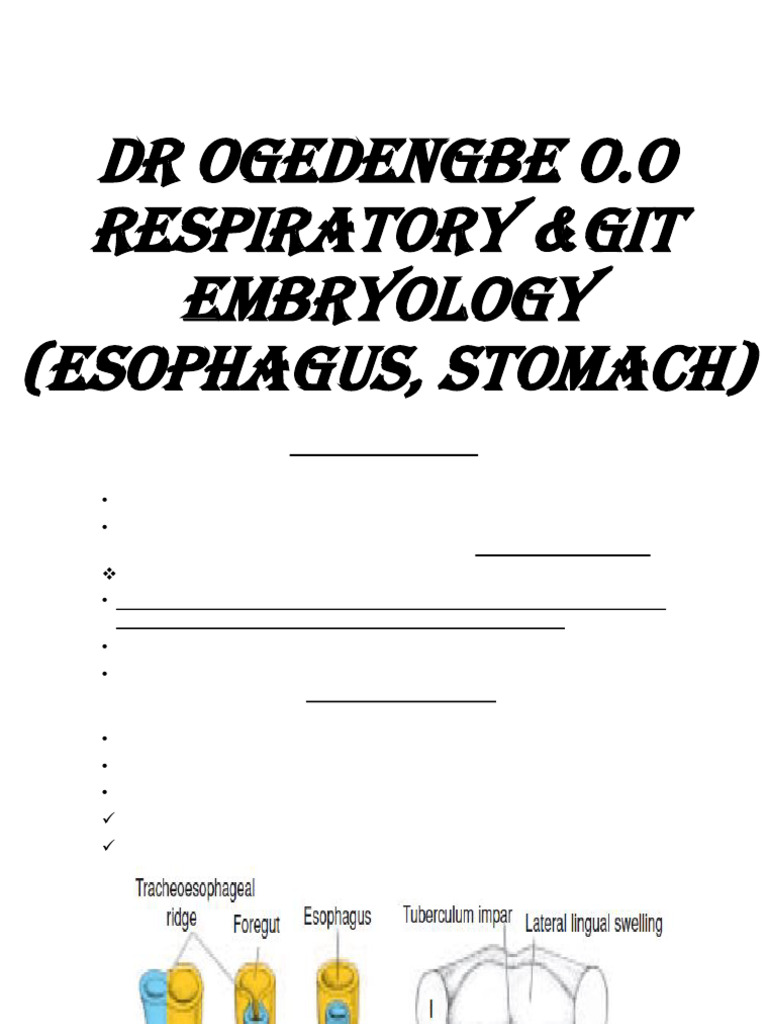 Respiratory and GIT Embryology Guide | PDF | Esophagus | Lung