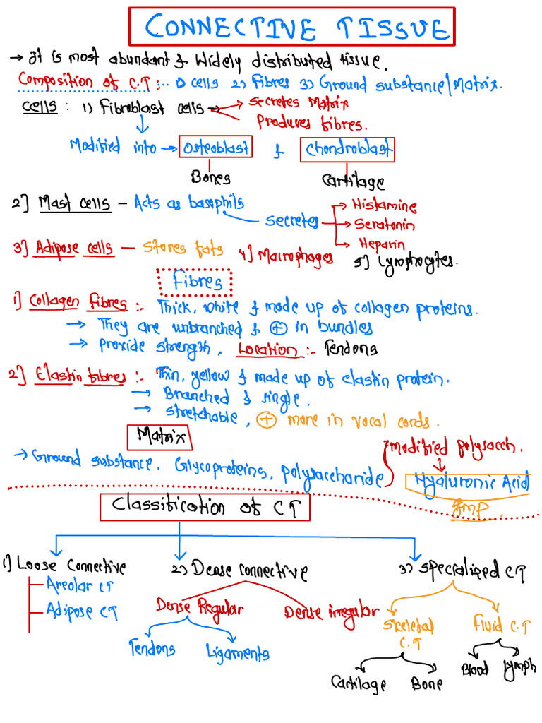 Overview of Connective Tissue Types | PDF | Connective Tissue | Cartilage