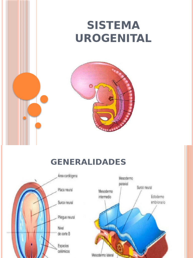 Desarrollo del Sistema Urogenital | PDF | Riñón | Glándula suprarrenal