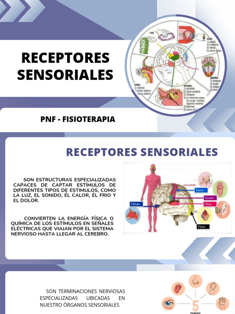 Receptores Sensoriales | PDF | Sentidos | Músculo