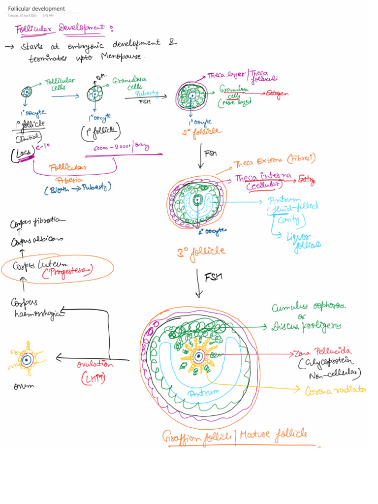 Follicular Development | PDF