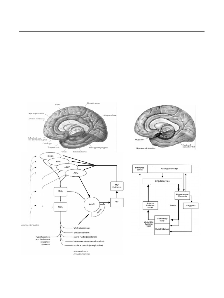 Neurobiology of Emotion - Motivation - 2 | PDF | Limbic System | Amygdala Neurobiology of Emotion - Motivation - 2 | PDF | Limbic System | Amygdala