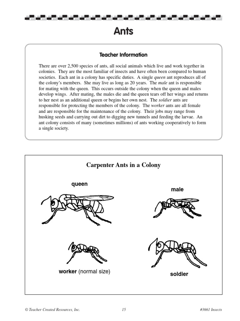 Ants in The Wild - Science 1-3 | PDF | Ant | Nest