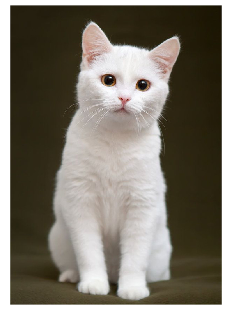 Cat 1 | PDF