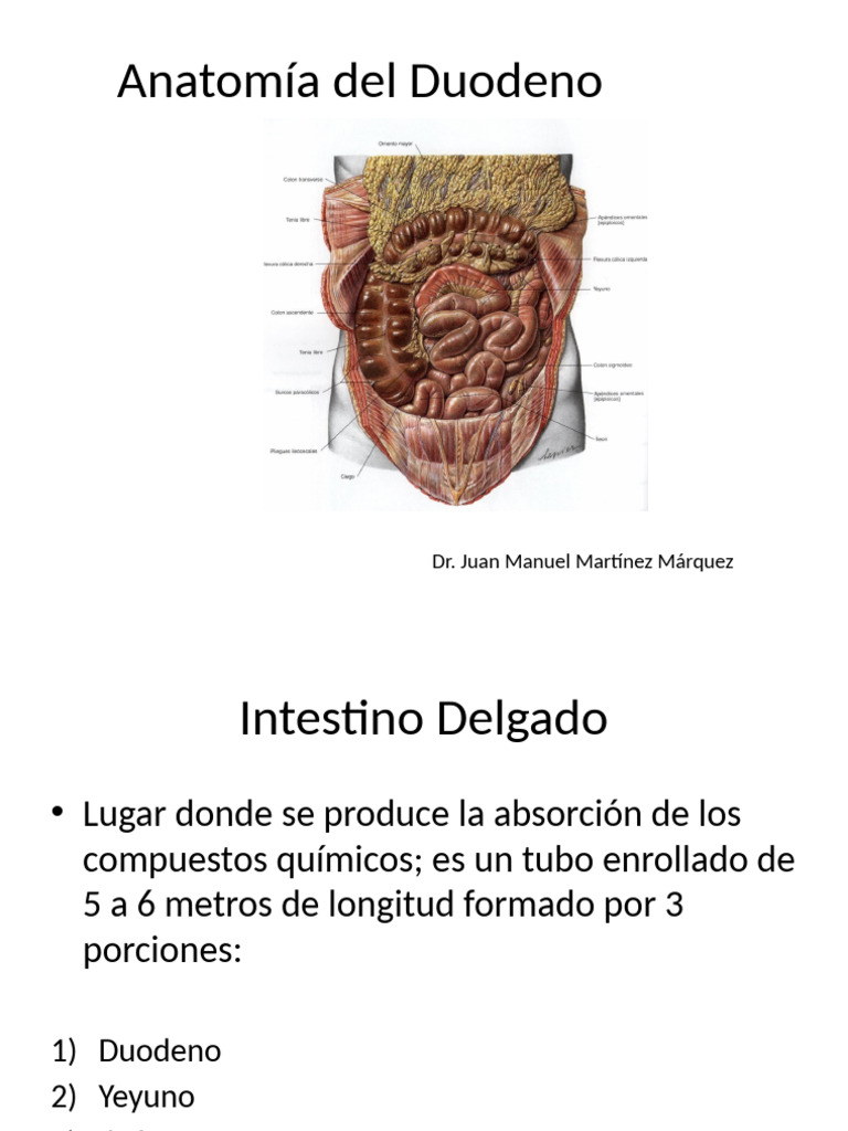 Anatomía y Función del Duodeno | PDF | Anatomía | Abdomen