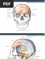 Sinuses Positioning Chart | PDF | Skull | Human Nose