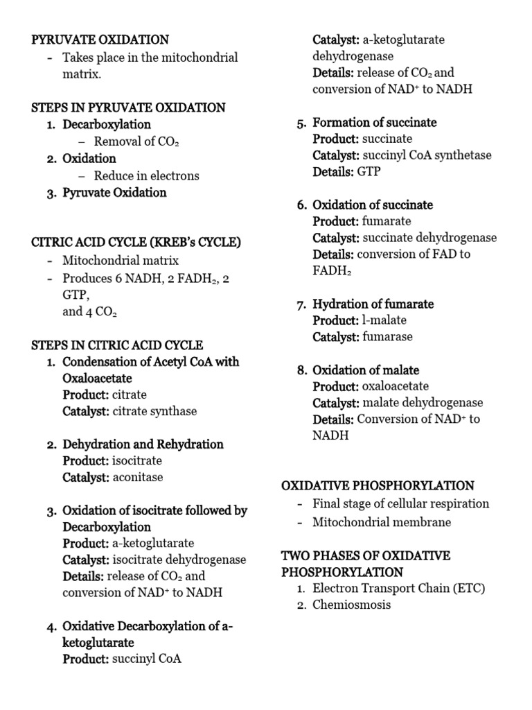 Pyruvate Oxidation | PDF
