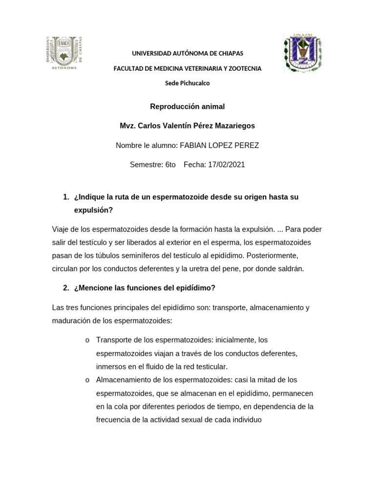 Anatomía del Epidídimo en Reproducción | PDF | Testículo | Semen