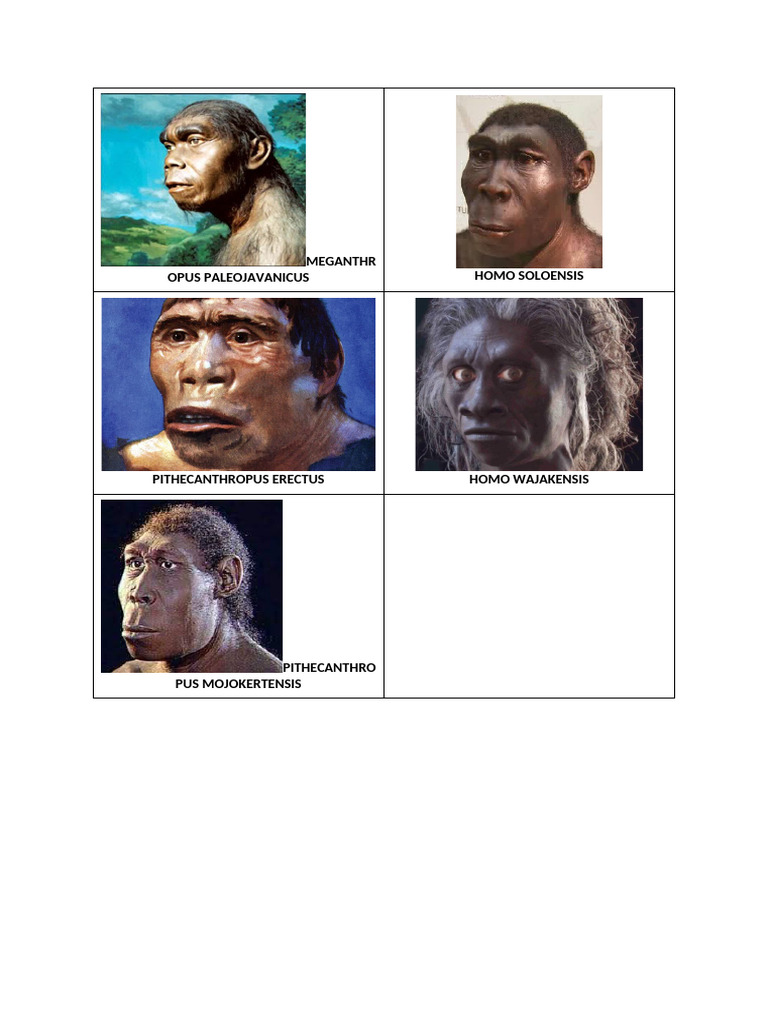 Meganthropus Paleojavanicus | PDF