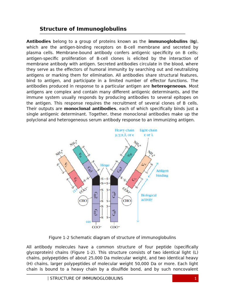 Structure of Immunoglobulins | PDF | Antibody | B Cell