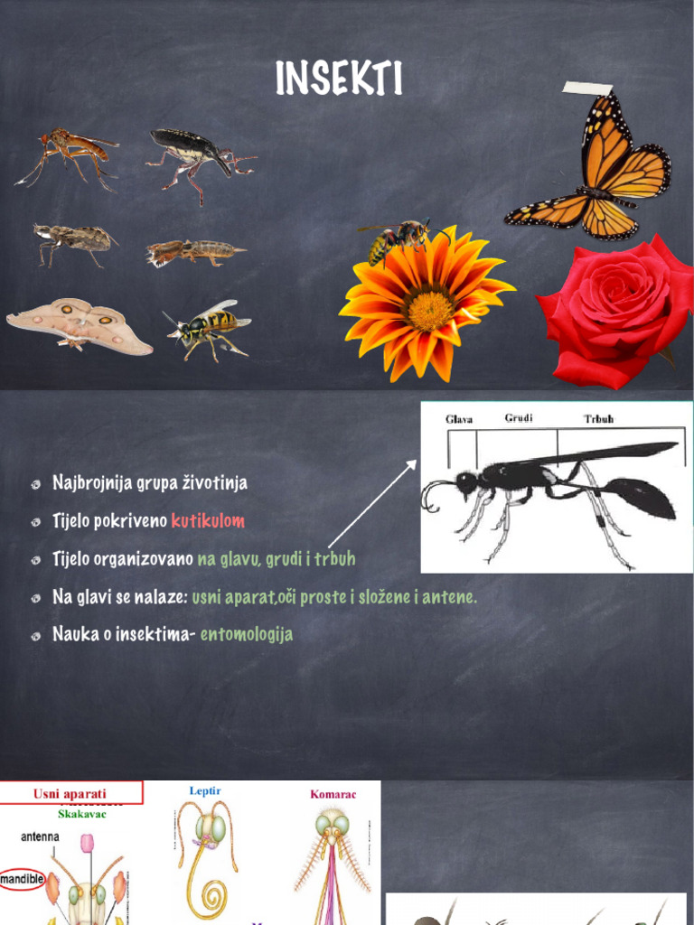 Insekti | PDF