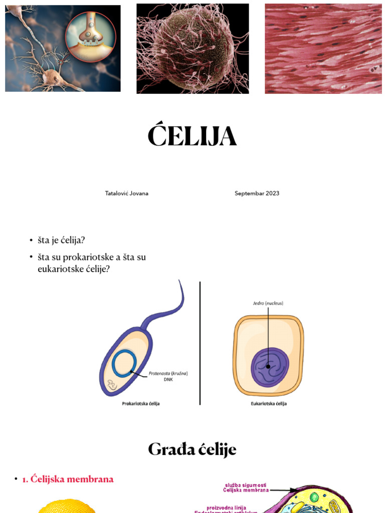 Celija | PDF