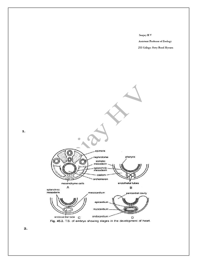 Circulatory System Pdf Atrium Heart Heart