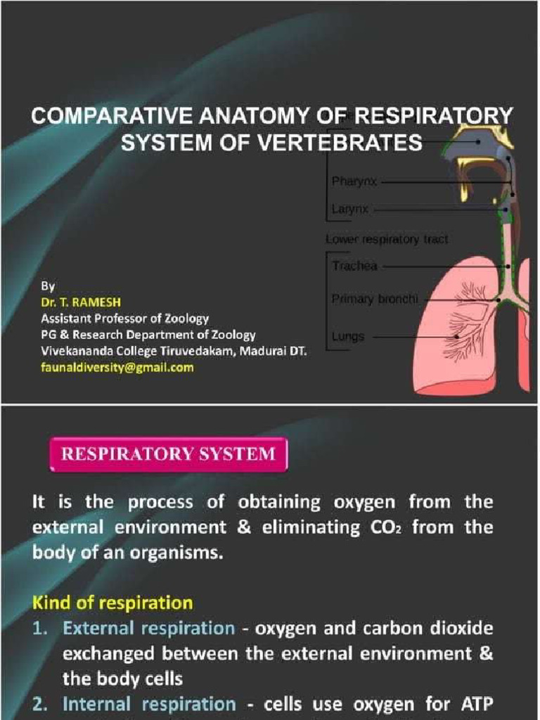Comparative Anatomy of Respiratory System in Vertebrates | PDF