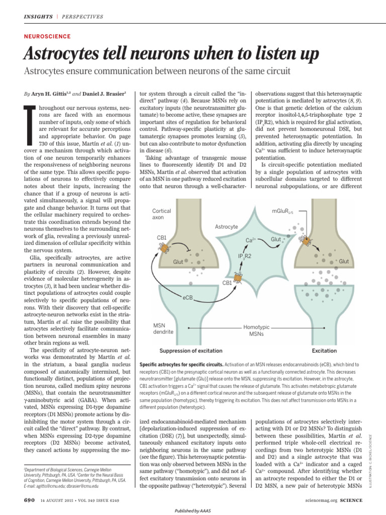 Astrocytes Tell Neurons When To Listen Up | PDF | Astrocyte | Neuron