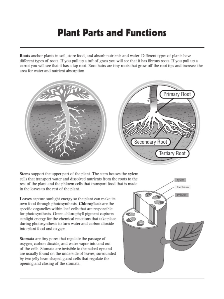 Plant Parts and Their Functions Explained | PDF | Leaf | Seed
