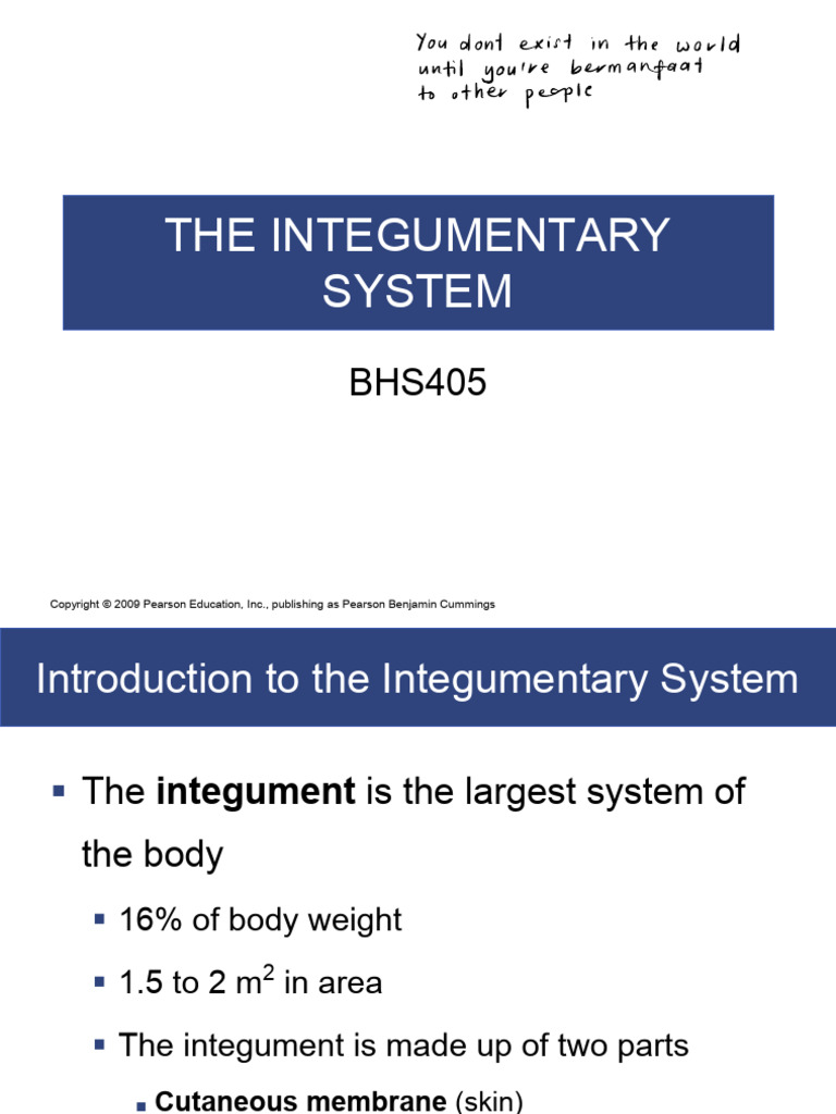 Sebaceous Glands in Integumentary System | PDF | Epidermis ...