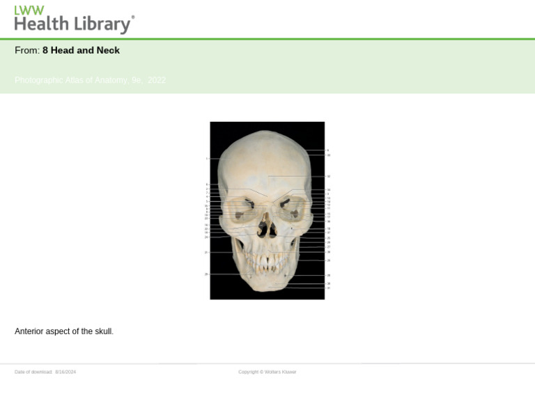 Anterior Aspect of Skull | PDF | Social Science | Science & Mathematics