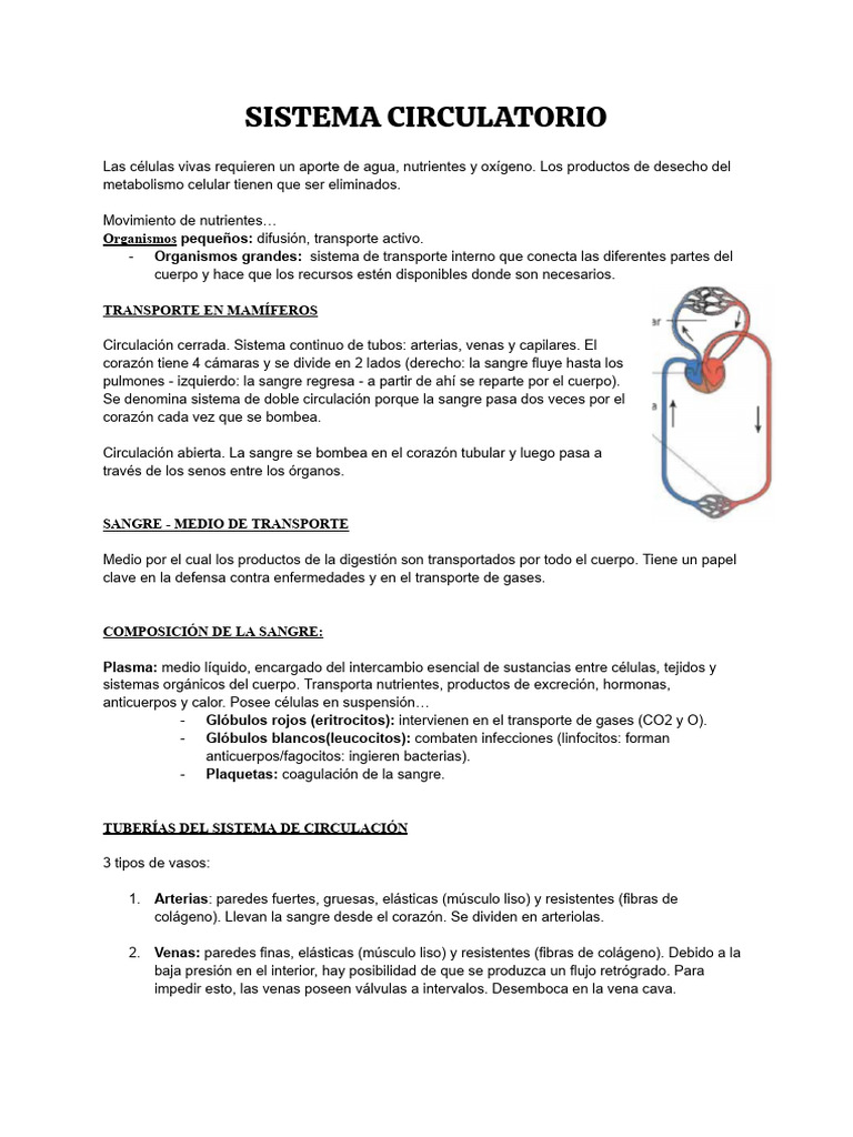 Sistema Circulatorio-2 | PDF | Corazón | Sistema circulatorio
