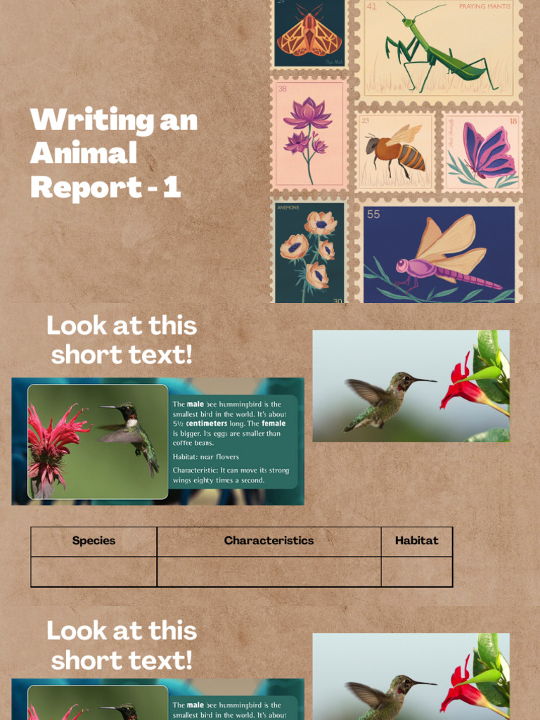 Writing An Animal Report | PDF | Giant Panda