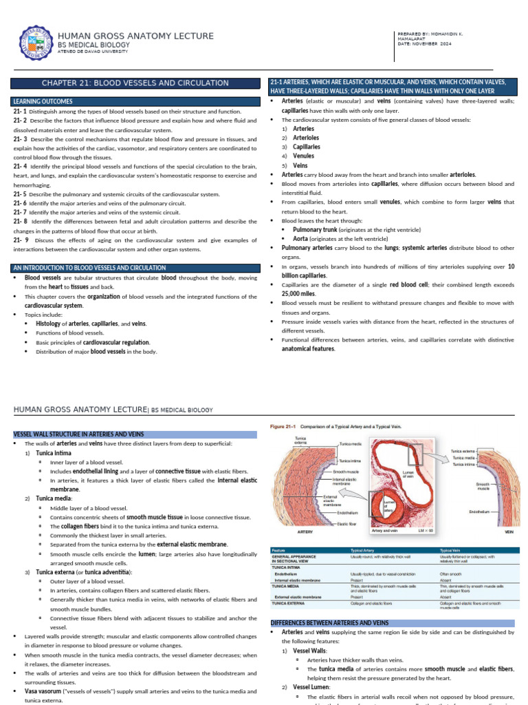 Chapter 21 Blood Vessels Transes | PDF | Artery | Vein