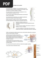 Láminas de Rexed | PDF | Dolor | Neurona
