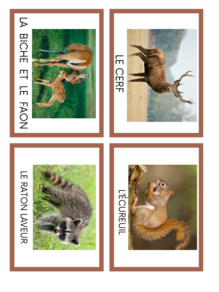Animaux Automne | PDF