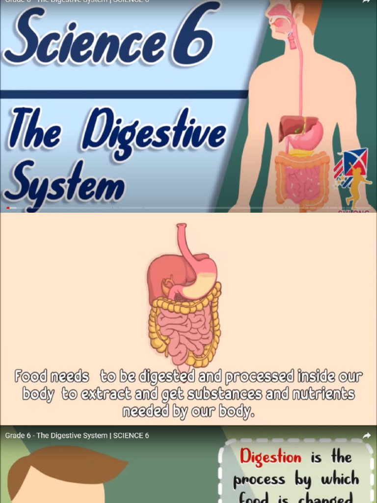 The Digestive System | PDF