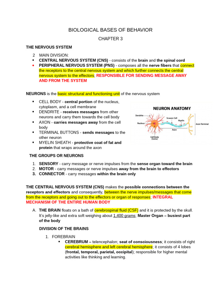Chapter 3 - Biological Bases of Behavior | PDF | Central Nervous System ...