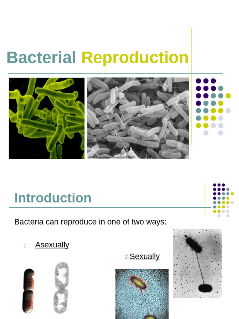 Bacterial Reproduction | PDF