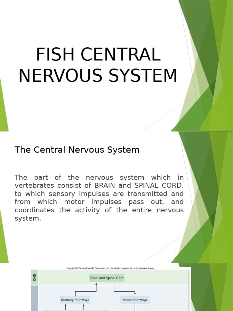 Fish Central Nervous System | PDF | Nervous System | Central Nervous System