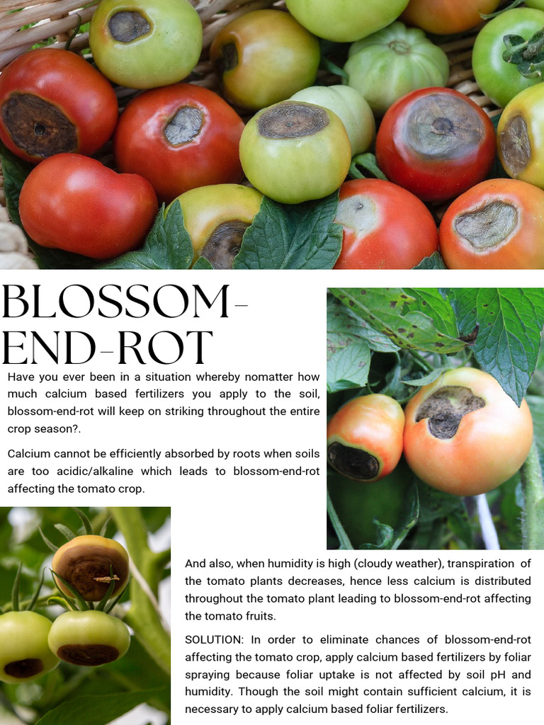 Article Blossom-End-Rot | PDF | Home & Garden