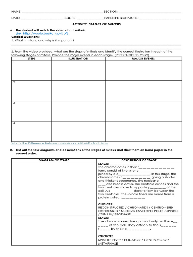 Activity - Mitosis and Meiosis | PDF | Mitosis | Meiosis