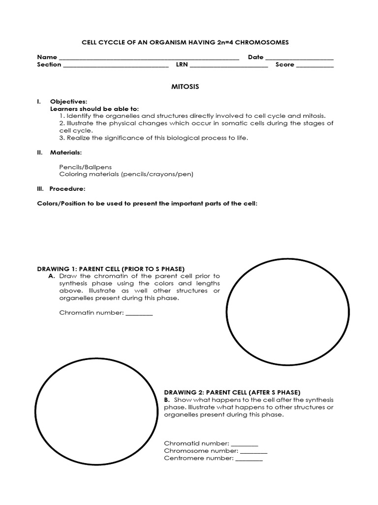 Mitosis Worksheet | PDF | Mitosis | Chromosome
