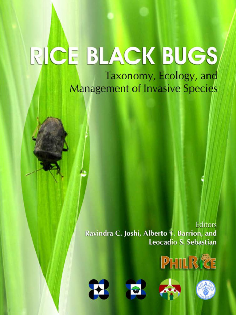 Rice Black Bug Book | PDF | Rice | International Rice Research Institute