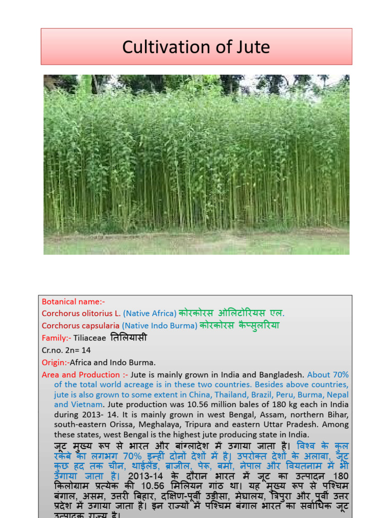 Cultivation of Jute. | PDF
