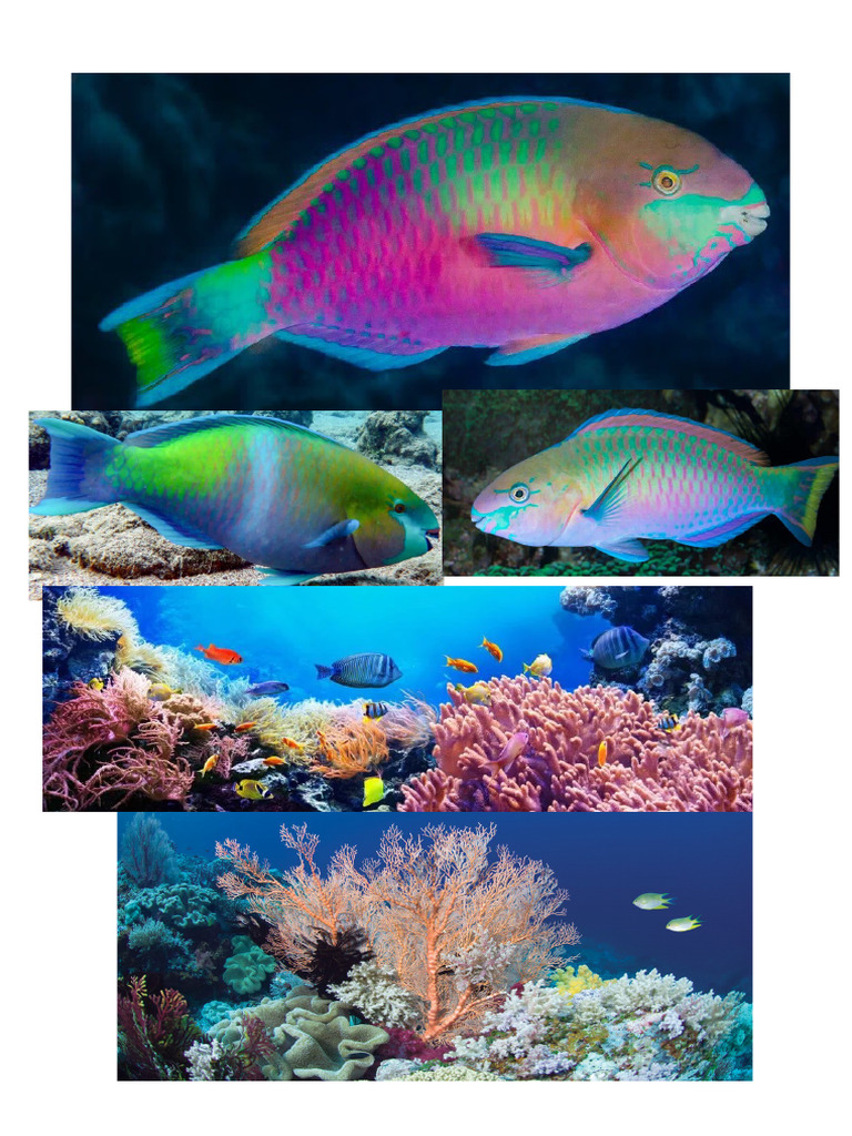 Poster Ikan Bayan 2 | PDF