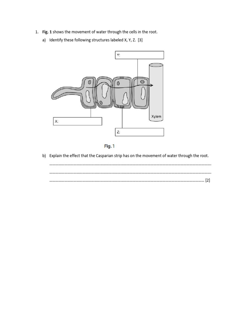 Transport in Plants Worksheet | PDF | Root | Branches Of Botany