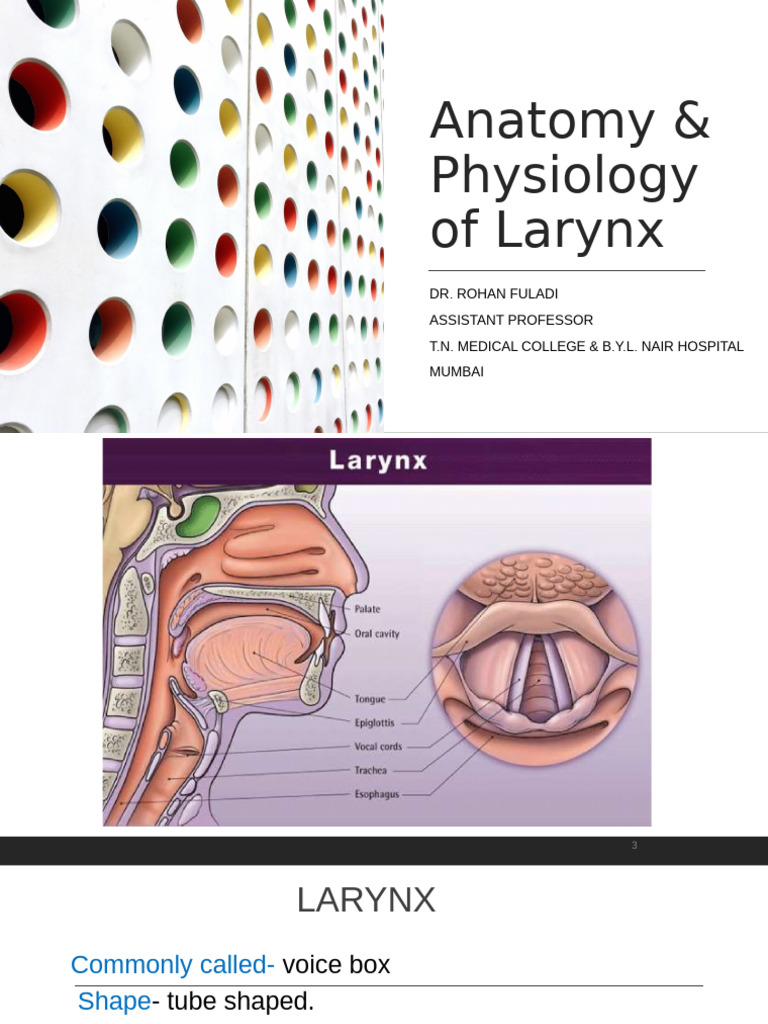 Anatomy Physiology Of Larynx 022352 Pdf Larynx Respiratory System