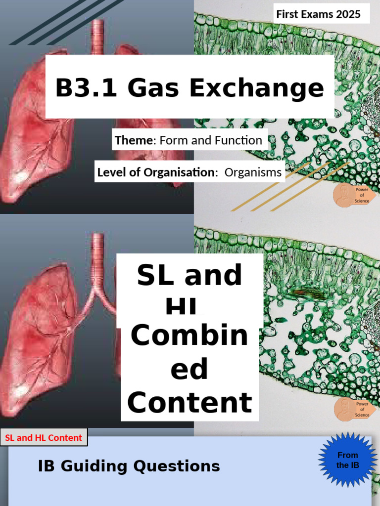 B3.1 Gas Exchange | PDF | Hemoglobin | Stoma