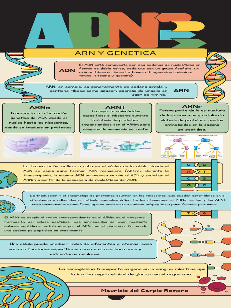 ARN y ADN en la síntesis de proteínas | PDF | Rna | Ribosoma