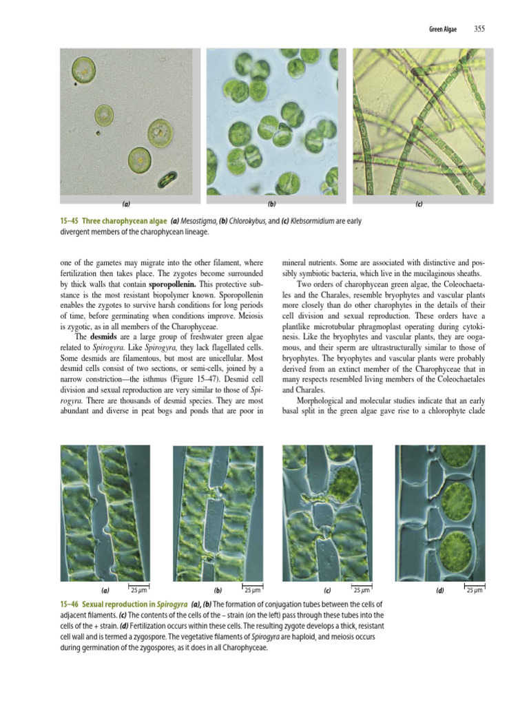 Overview of Green Algae Types and Reproduction | PDF | Algae | Sexual ...