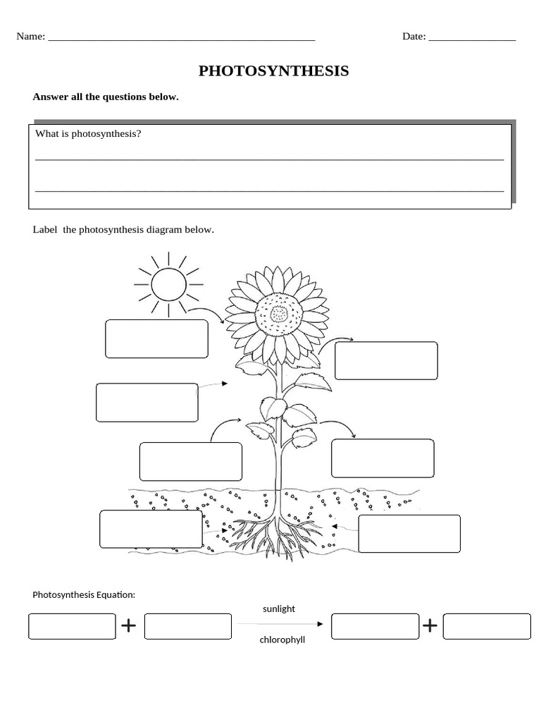 Photosynthesis Worksheet Full | PDF