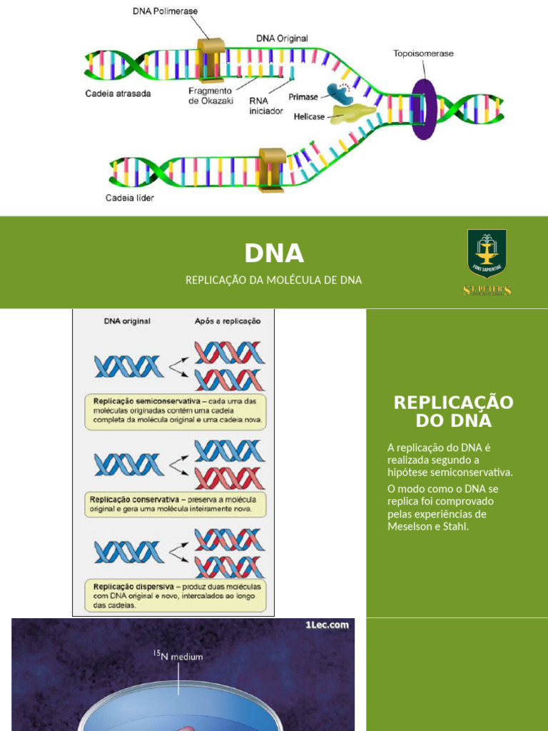 02 - Replicação Do DNA | PDF | Replicação de DNA | Primer (Biologia ...